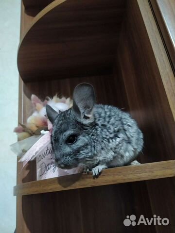 Шиншилла super малышка
