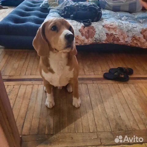 Бигль