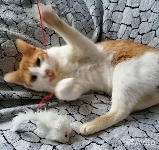 Класснючий белорыжий котик еще нет года кастратик