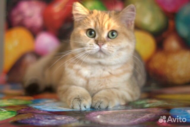 Кот золотая британская шиншилла