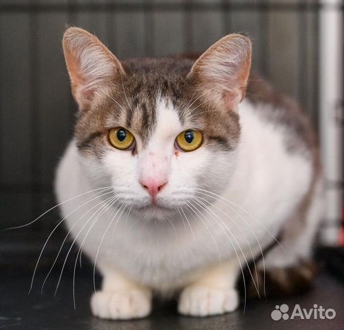 Котика обижает жених хозяйки