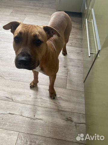 Стаффорд Собака