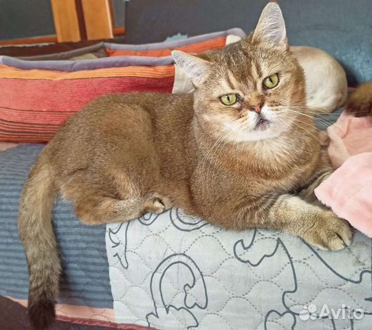 Кошка в добрые руки