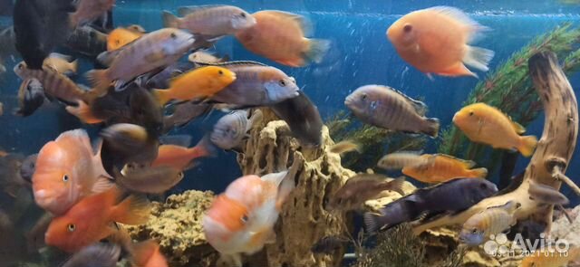 Рыбки цихлиды Лабидохромис