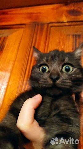 Кошка