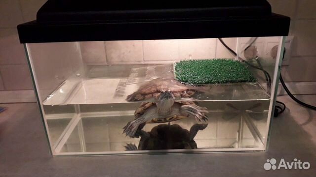 Красноухая черепаха с аквариумом