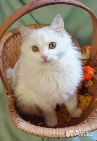 Корзинка пушистого счастья