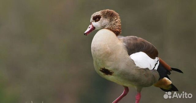 Нильский Гусь