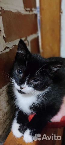Котенок девочка 3 месяца