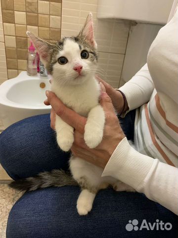 Сперласковый котенок Марик