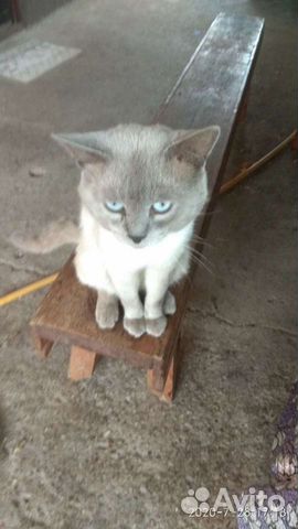 Продам сиамских котят