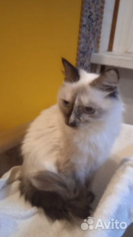 На лицо серьезная, добрая внутри в добрые руки дар