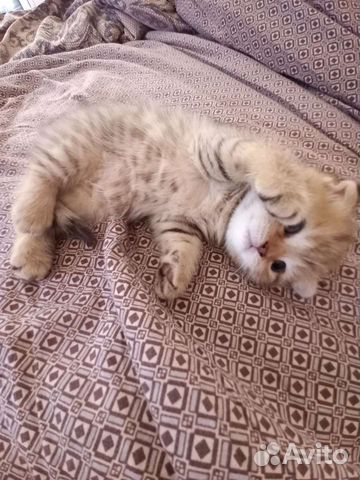 Шотландские котята