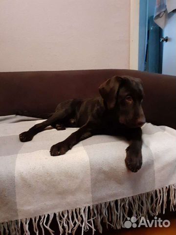 Собака-лабрадор шоколадный