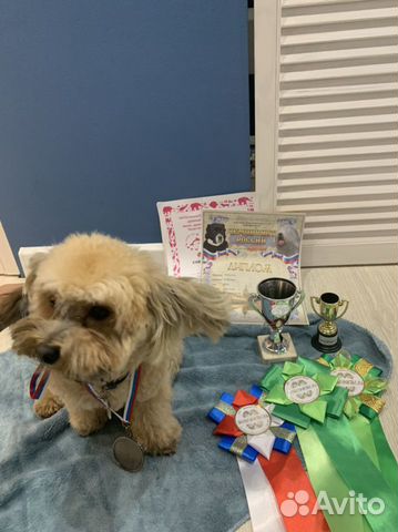 Мальтипу для вязки