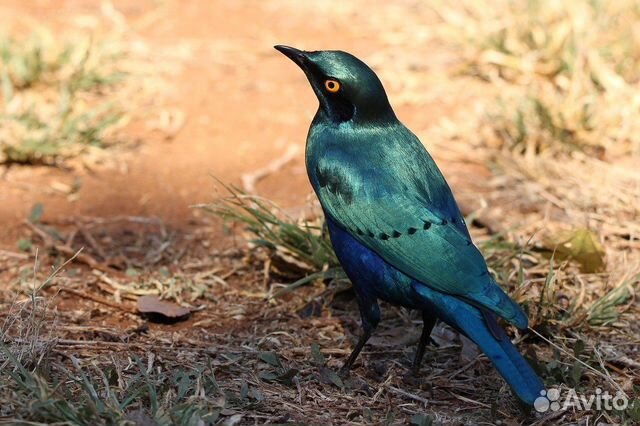 Длиннохвостый блестящий скворец