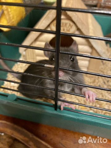 Отам крыс бесплатно с клеткой