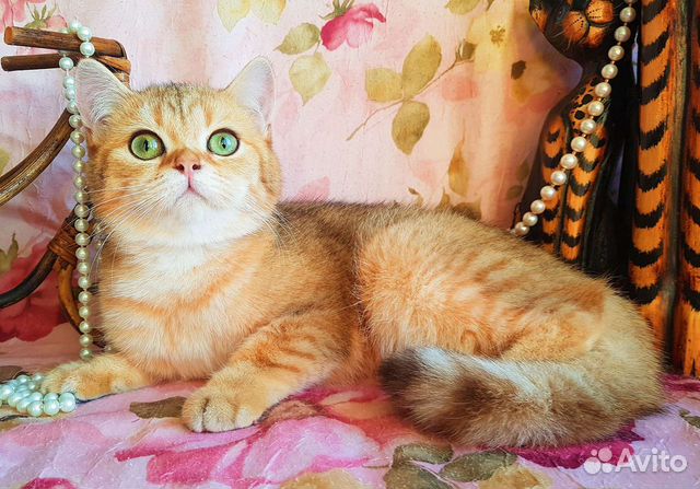 Великолепный золотой котик)