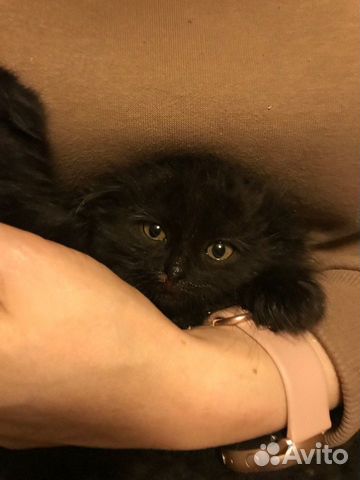 Кошечка вислоушка уголек котенок в добрые руки дар