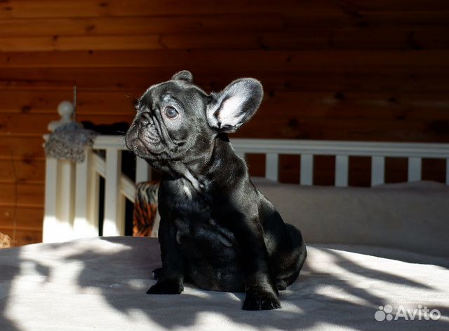 Девочка француженка абсолютно черного цвета