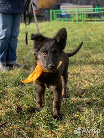 Щенок Рокки в добрые руки