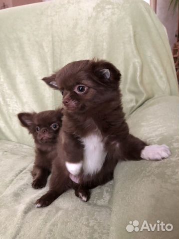 Щенки чихуахуа