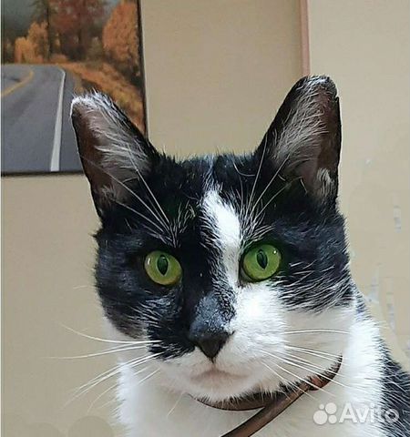 Кот кастрирован бобтейл 3 года