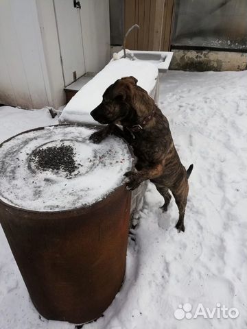 Собака в добрые руки щенок
