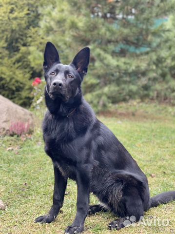 Восточноевропейская овчарка