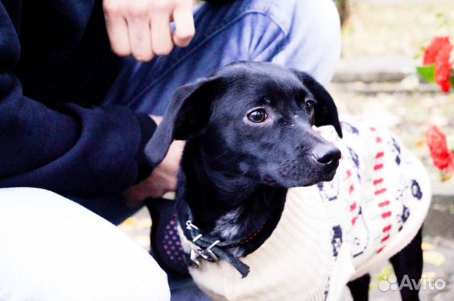 Щенок Стелла в добрые руки