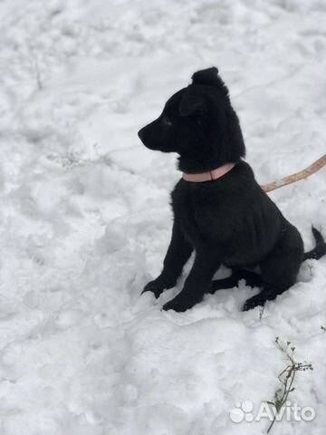 Леди от мамы европейки