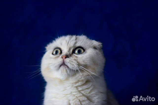 Шотландский мраморный котик