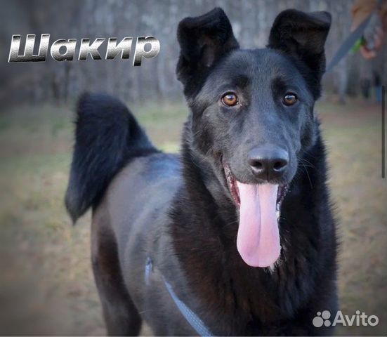 Веселый молодой озорной щенок из приюта