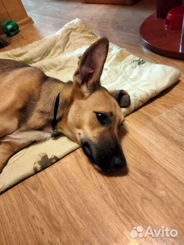 Собака в добрые руки