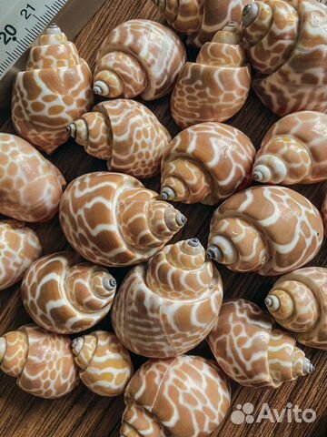 Ракушки 80 шт