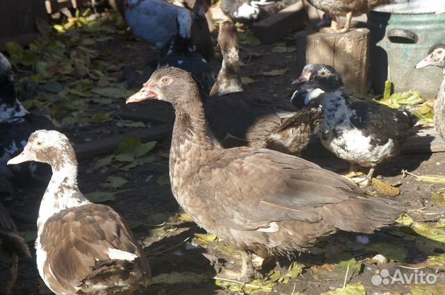 Утки индоутки