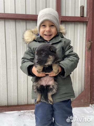 Щенок в добрые руки