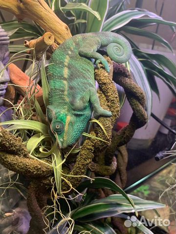 Пантеровый хамелеон