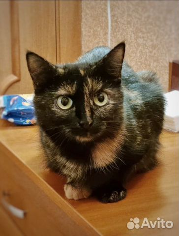 Красота спасет мир