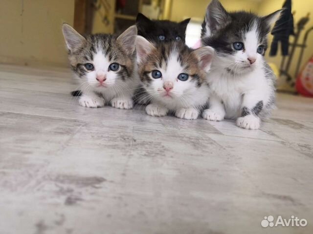 Бенгальские котята