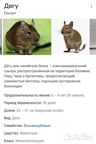 Дегу