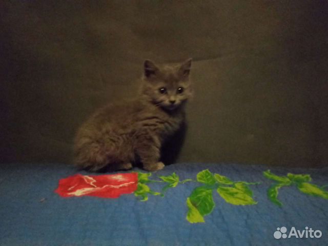 Британско-ангорские котята