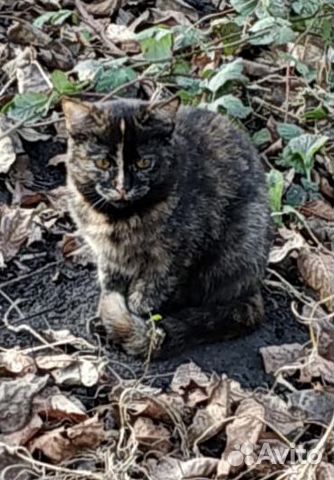 Отдадим котенка
