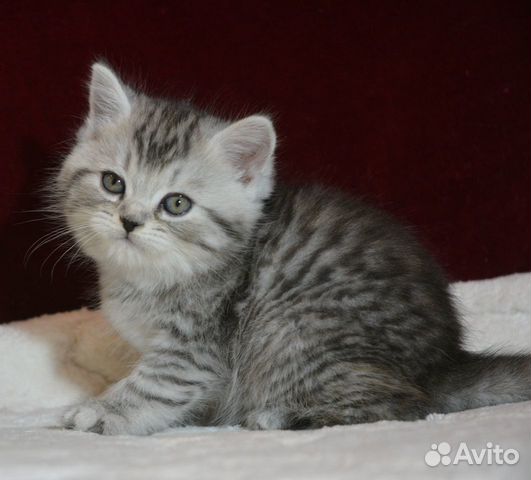 Серебро. Британская