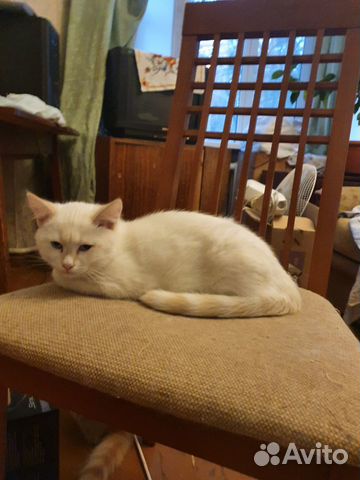 Рыжий с белым невские котята