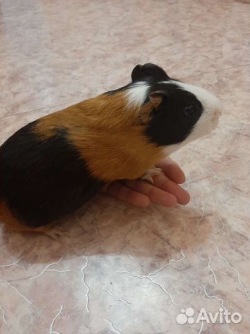 Морские свинки