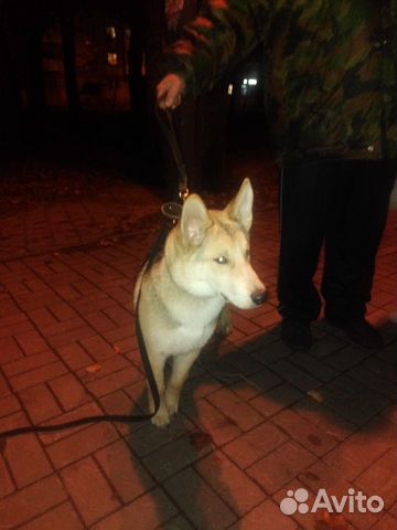 Лайка потеряшка