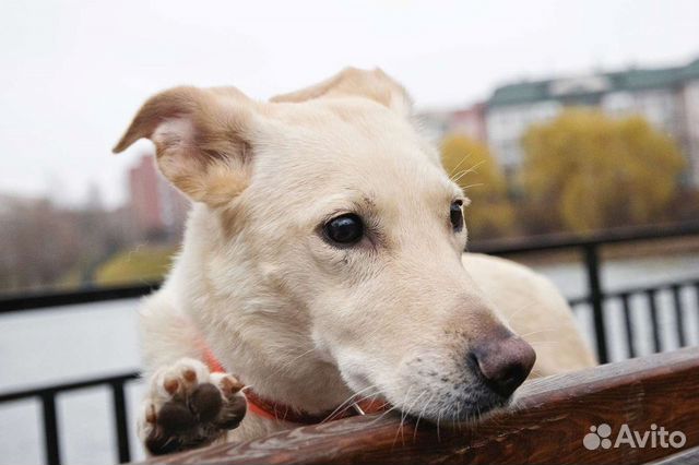 Собаки бесплатно