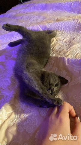 Кошка