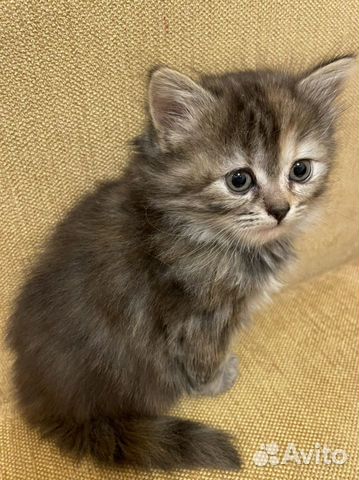 Котята 1,5 месяца Норвежская лесная